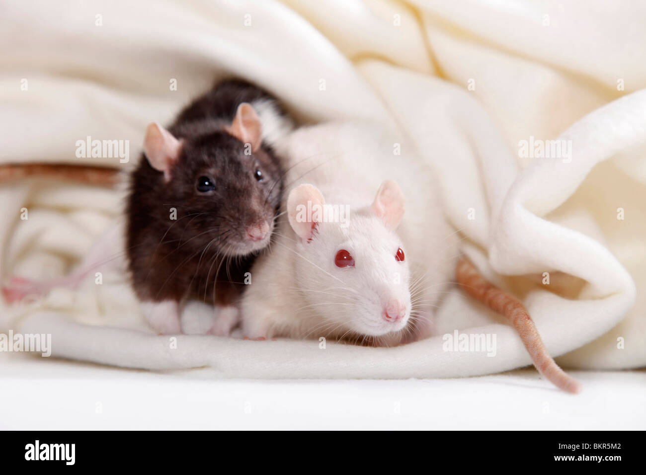 Ratte / rat Stock Photo - Alamy