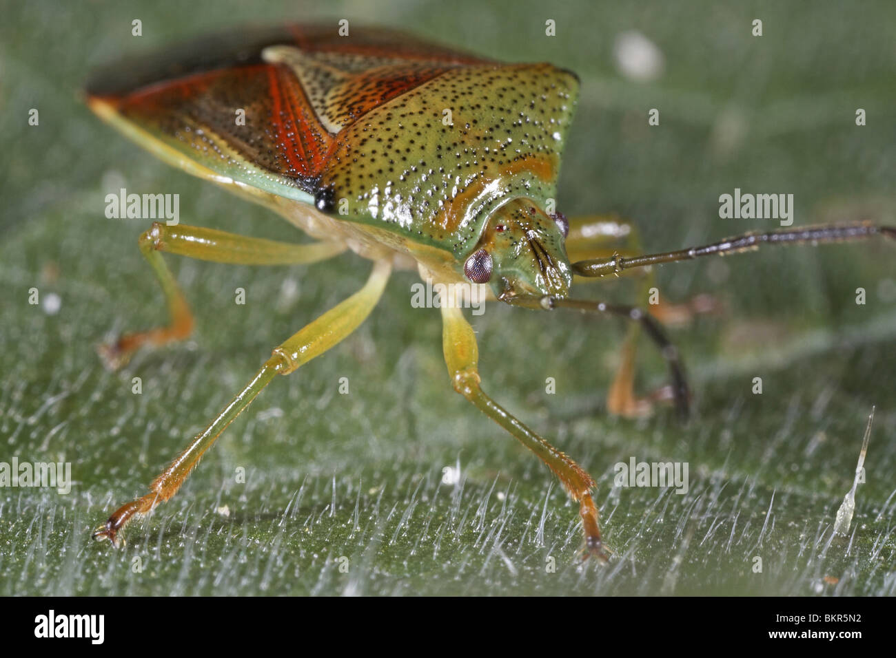 Birch Shield Bug, Elasmostethus interstinctus Stock Photo - Alamy