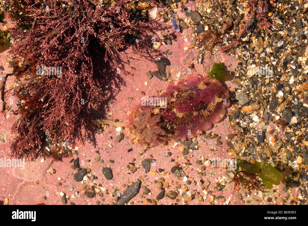 Sea lemon (Archidoris pseudoargus) sea slug, pink form in a rockpool ...