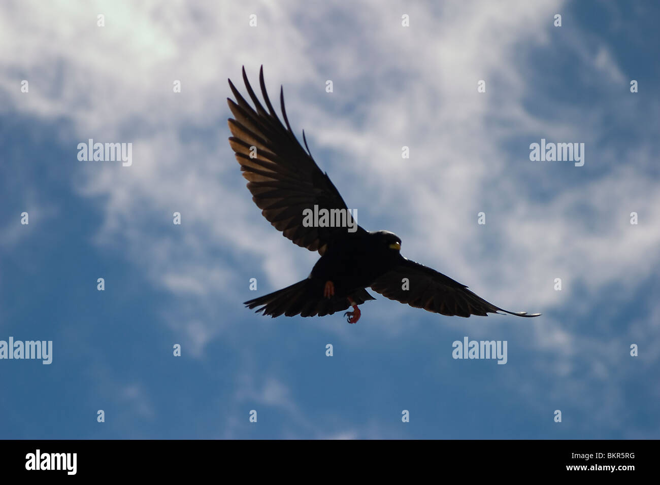 Alpine chough flying hi-res stock photography and images - Alamy
