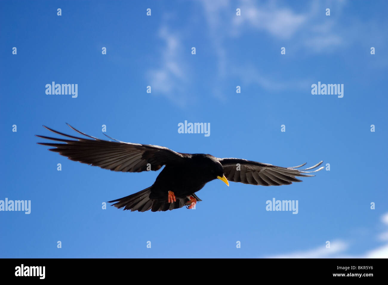 Alpine chough flying hi-res stock photography and images - Alamy