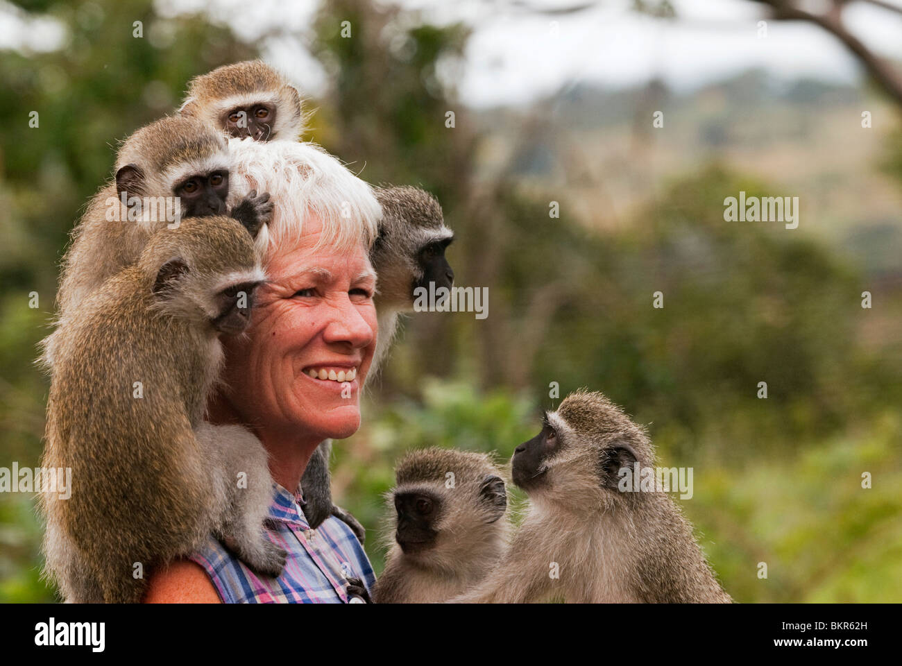 Volunteer with Vervet Monkeys, South Africa Stock Photo - Alamy