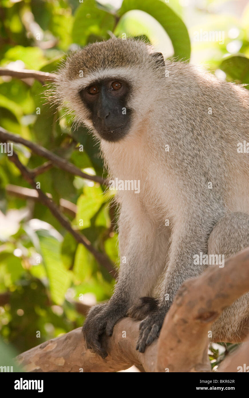Vervet Monkeys, South Africa Stock Photo - Alamy