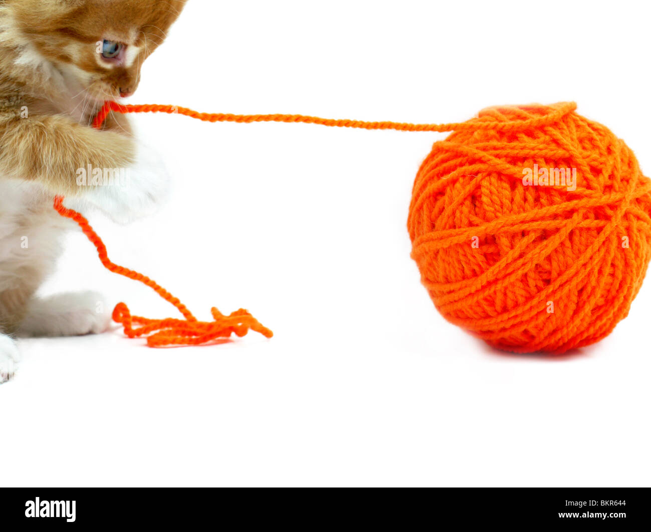 Kitten playing with orange ball of wool shot over white background ...