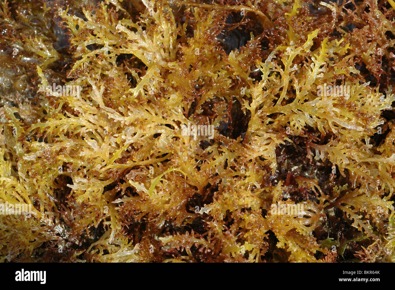 Pepper dulse (Laurencia pinnatifida), a red seaweed, bleached paler ...