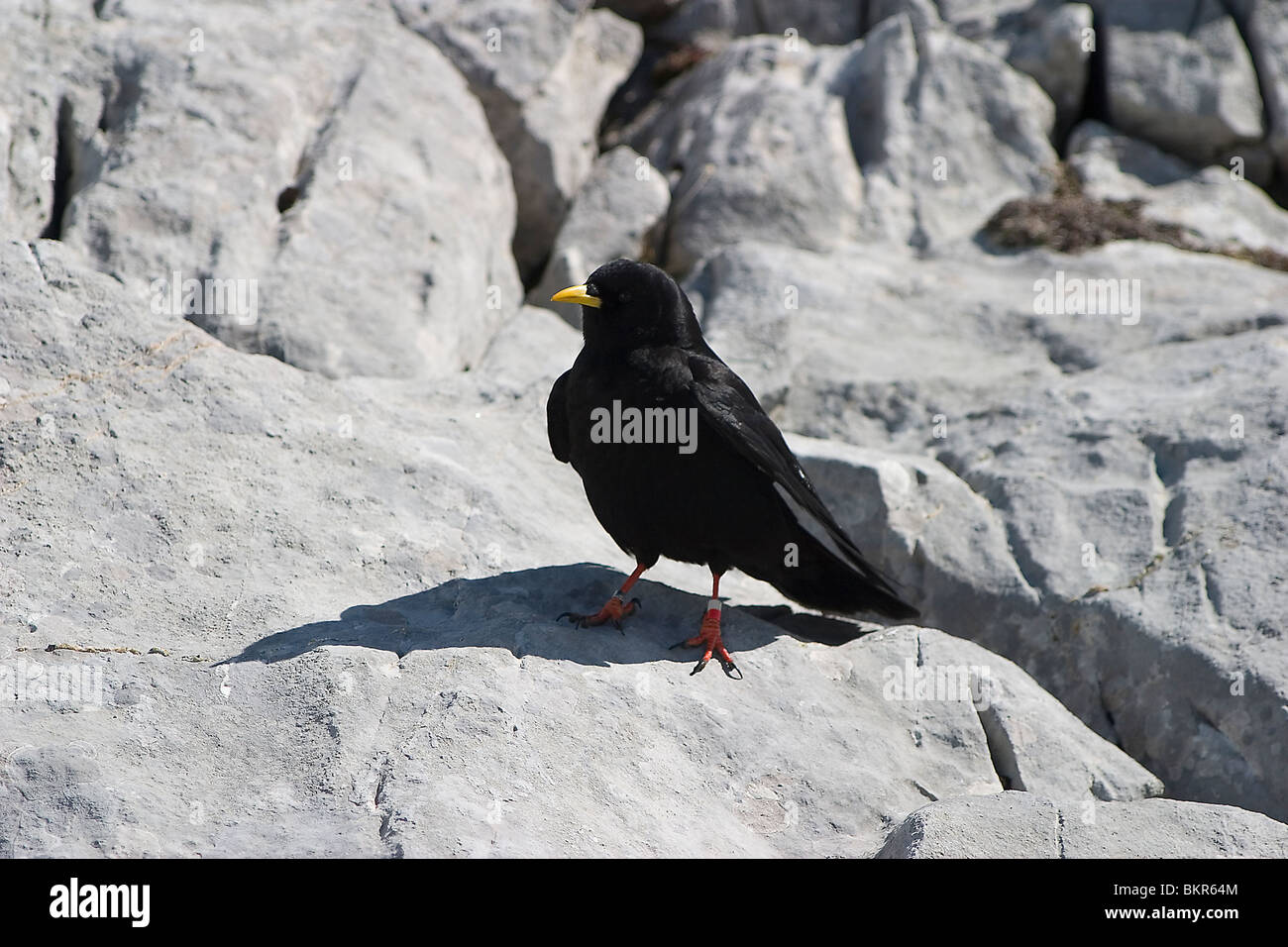 Alpine chough flight hi-res stock photography and images - Alamy