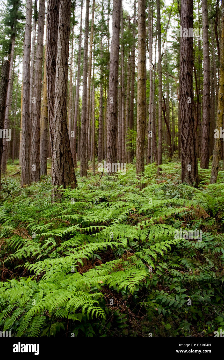 Douglas fir forest hi-res stock photography and images - Alamy
