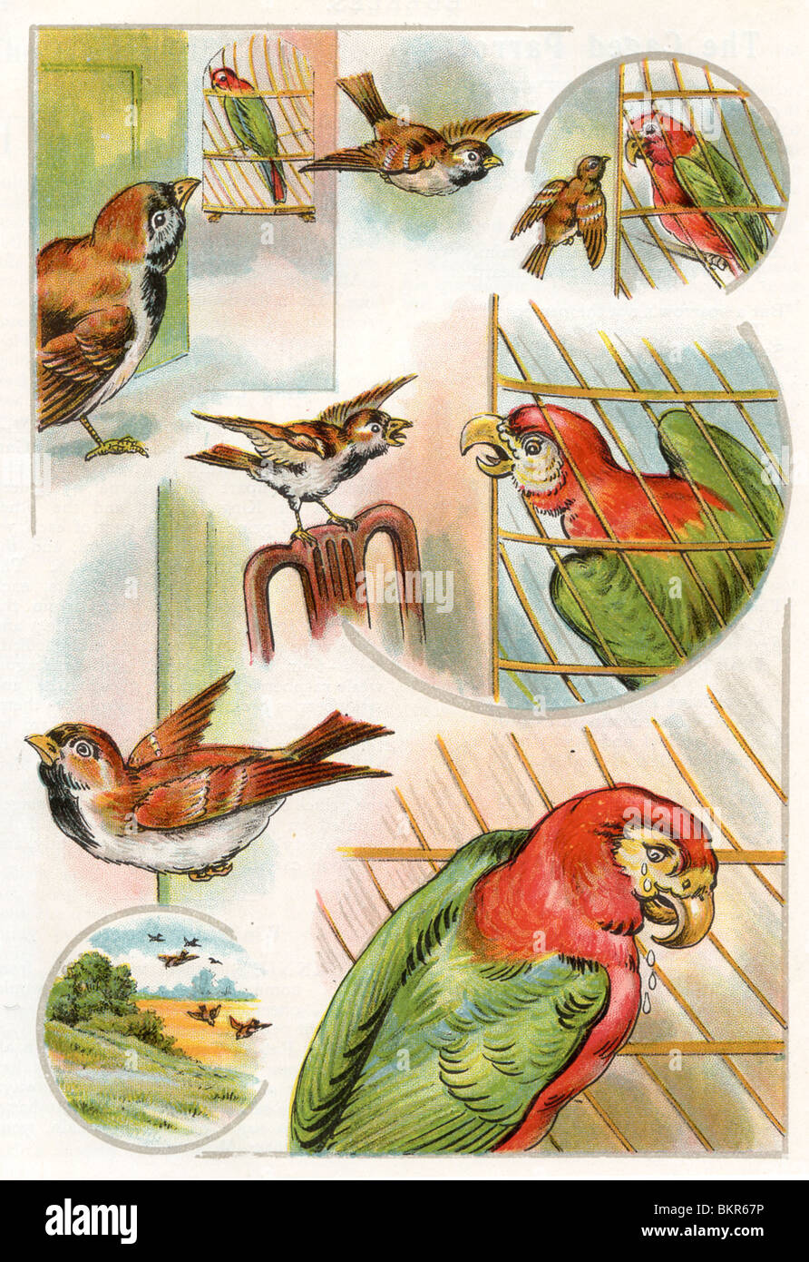 The Caged Parrot Stock Photo - Alamy