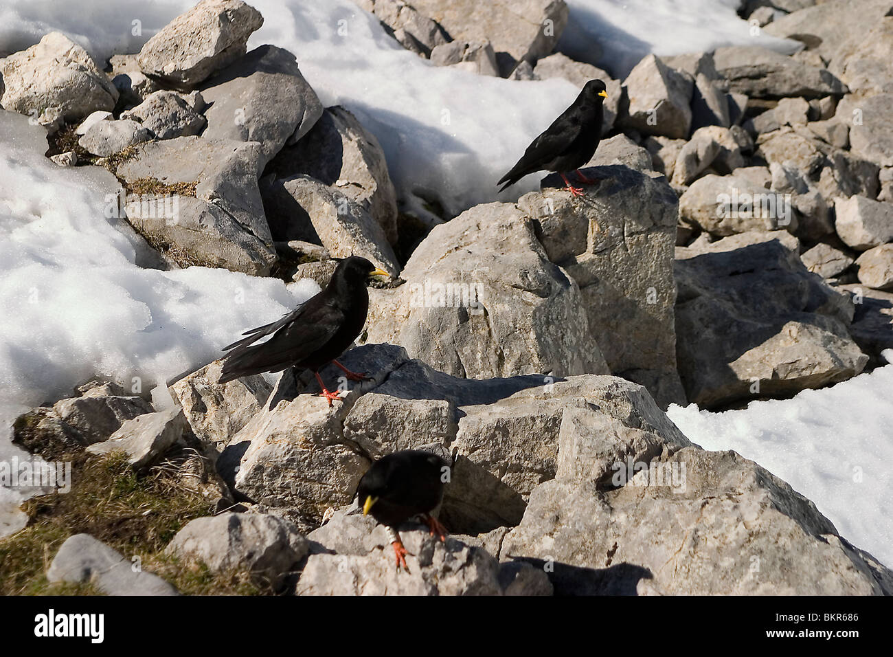 Alpine Chough or Yellow-billed Chough (Pyrrhocorax graculus Stock Photo ...