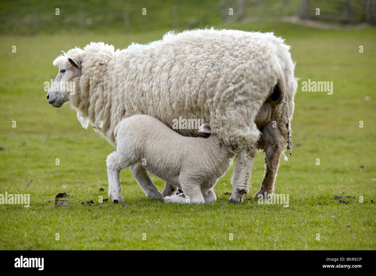 Lambs and sheep Stock Photo - Alamy