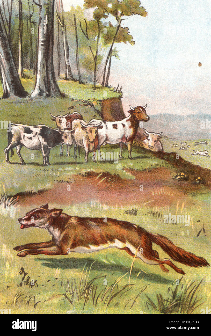 Reynard the fox hi-res stock photography and images - Alamy