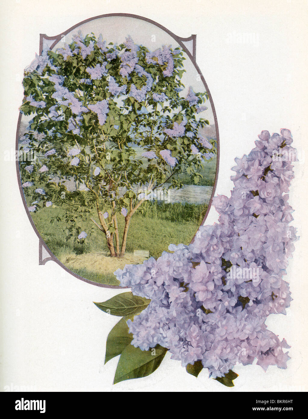 President grevy lilac hi-res stock photography and images - Alamy