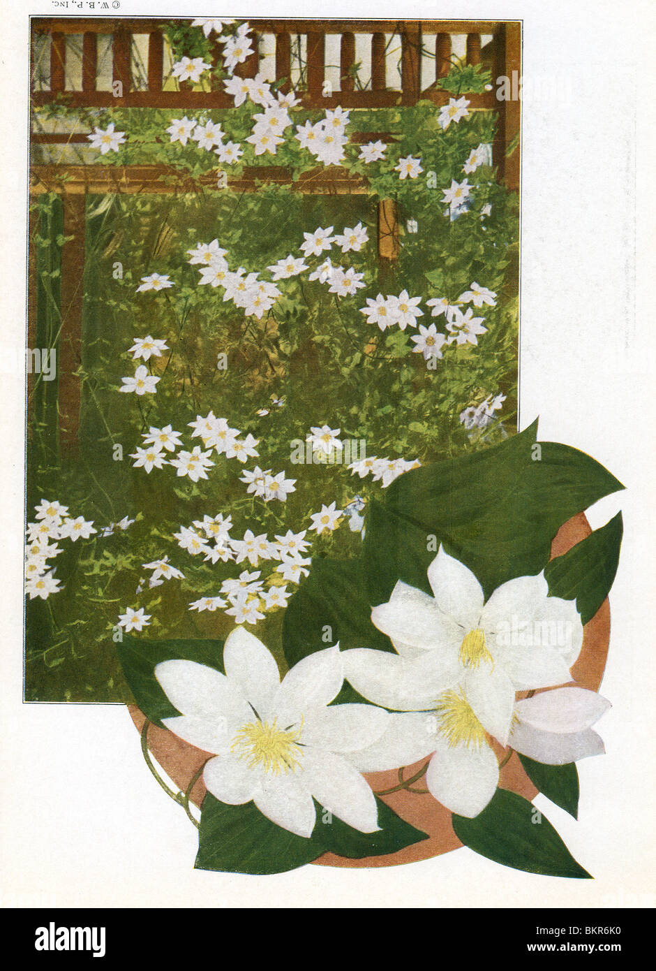 Clematis henryi hi-res stock photography and images - Alamy