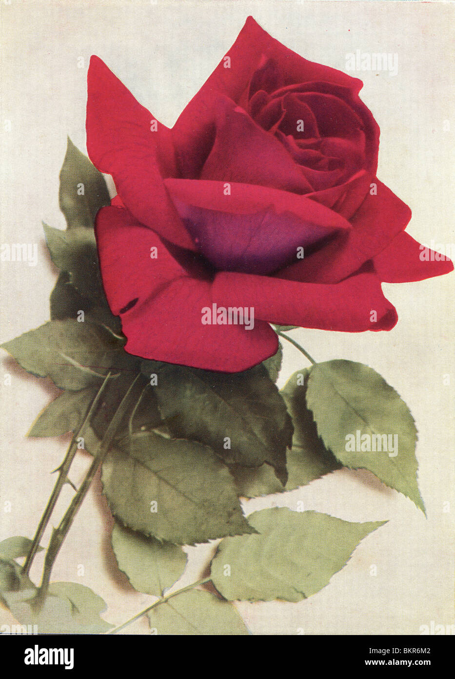 Edward Mawley Rose Stock Photo - Alamy