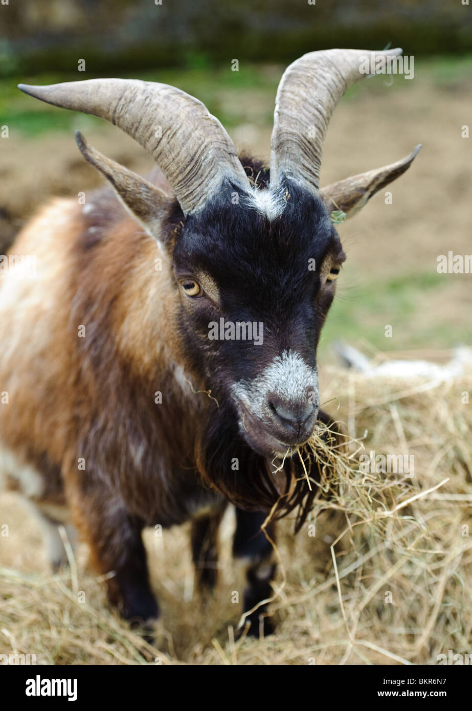Adult Dwarf Pygmy Goats