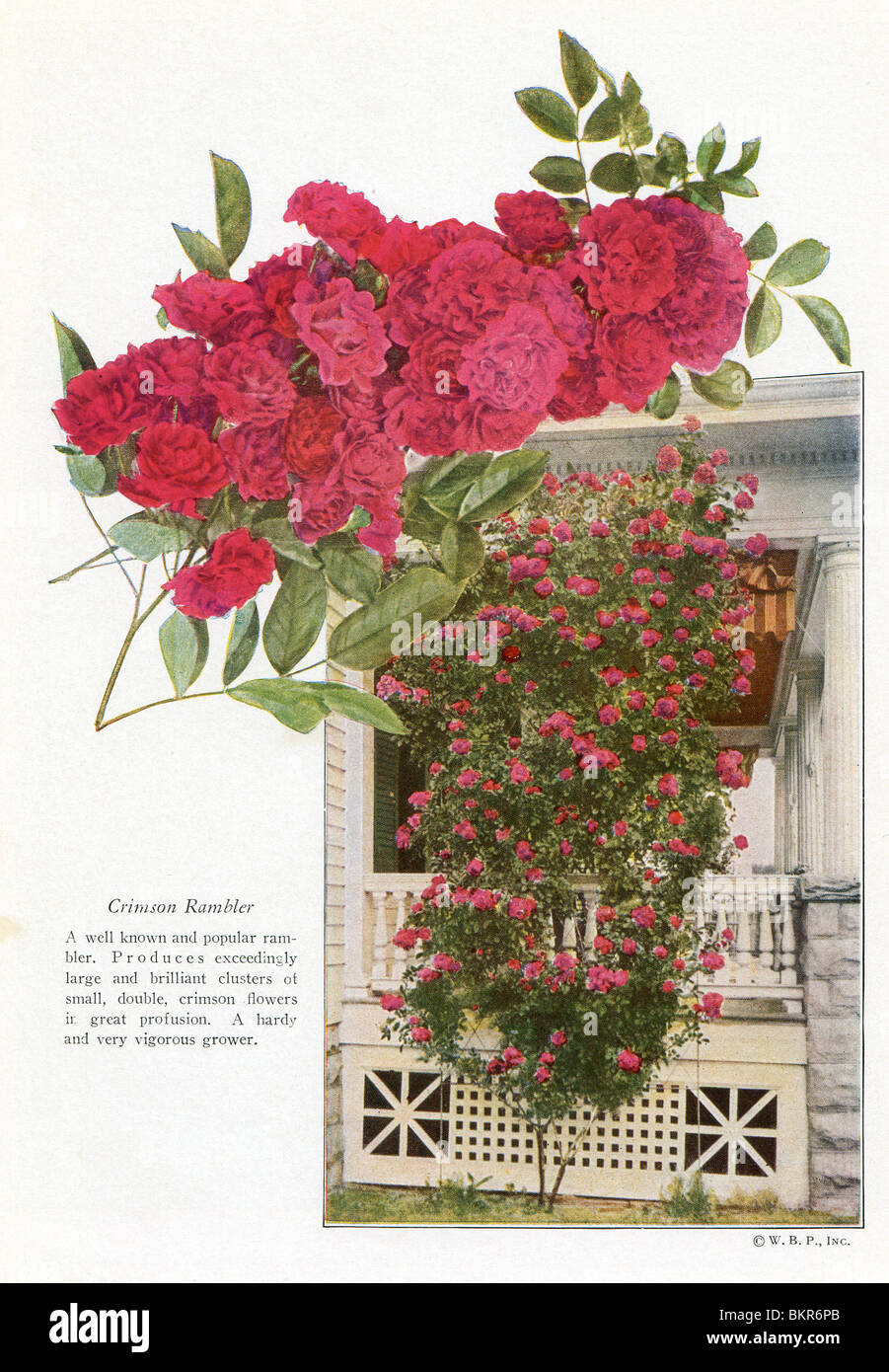 Crimson rambler hi-res stock photography and images - Alamy