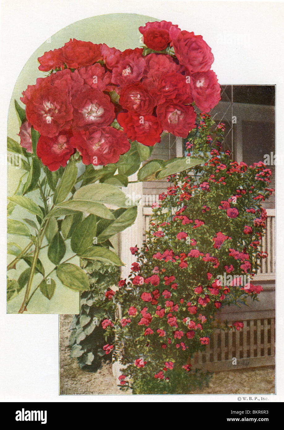 Excelsa plant hi-res stock photography and images - Alamy