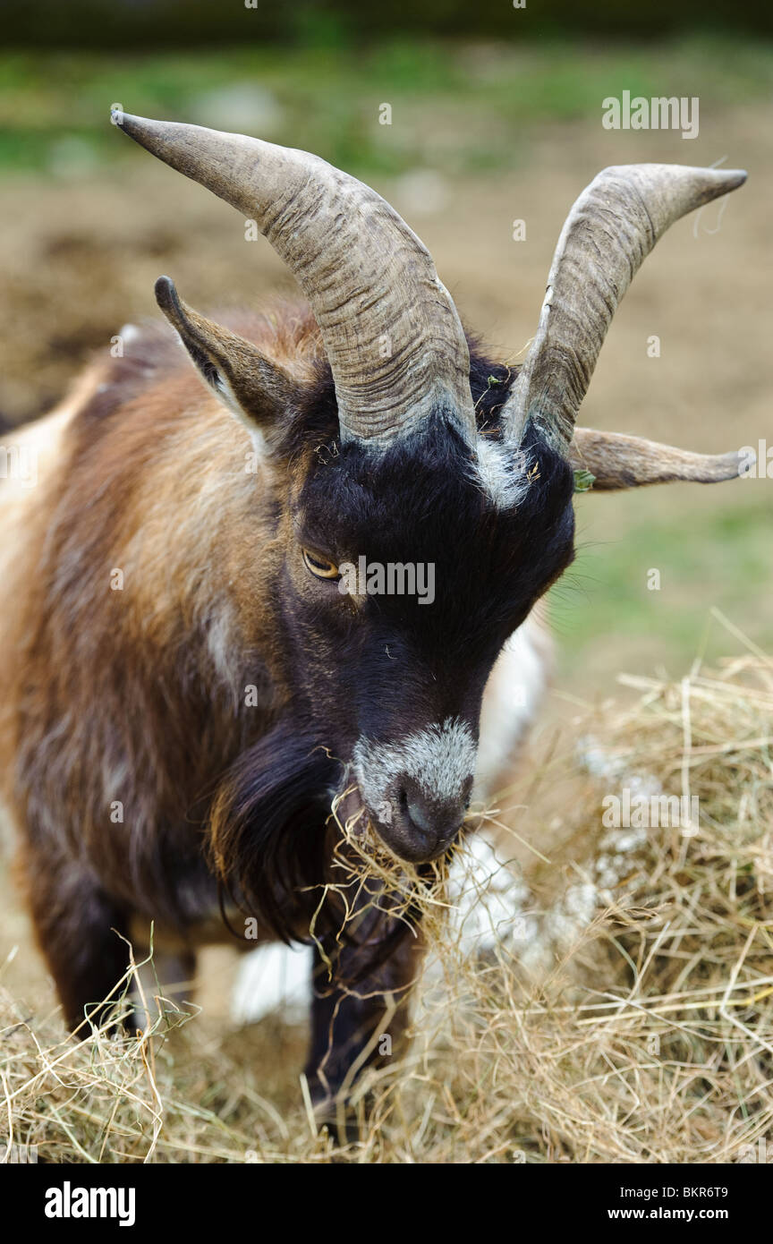 Pygmy goat with horns hi-res stock photography and images - Alamy