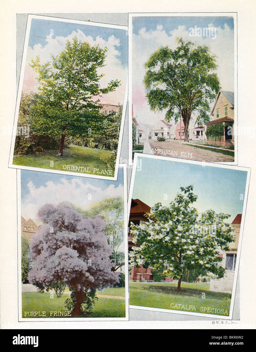 American elm trees hi-res stock photography and images - Alamy