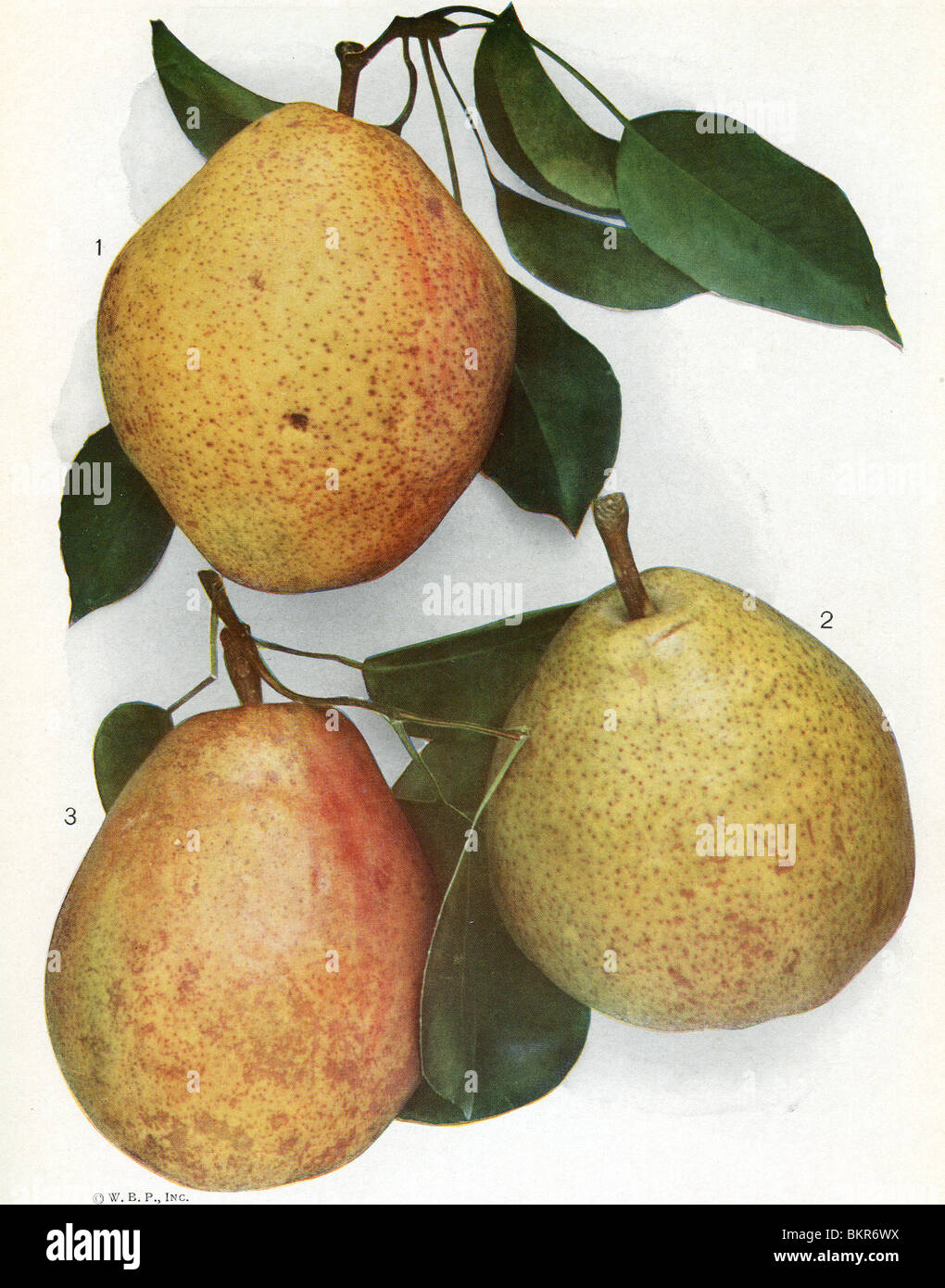 Pear plants hi-res stock photography and images - Alamy