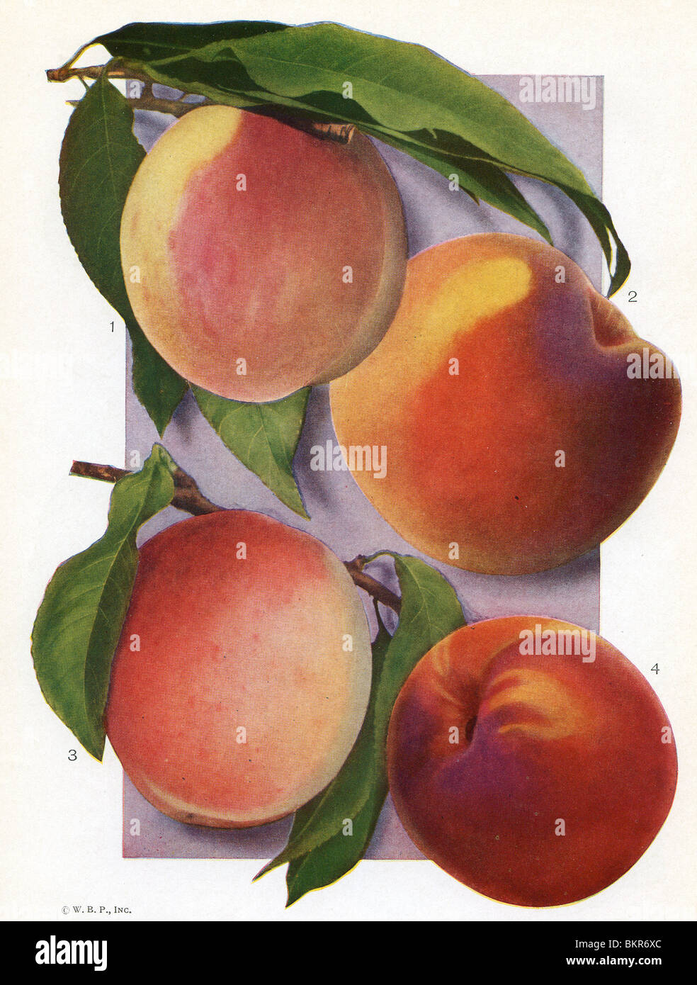 Peach groves hi-res stock photography and images - Alamy