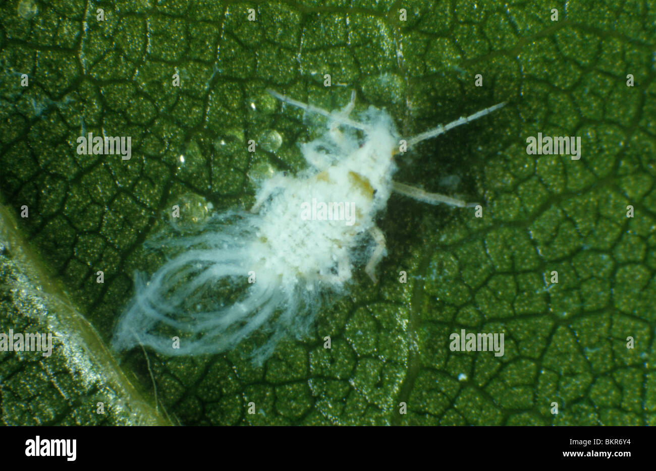 Waxy aphids hi-res stock photography and images - Alamy
