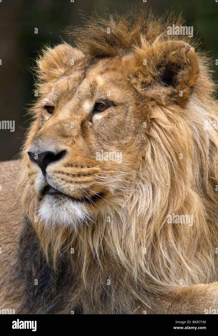 Close up captive lion hi-res stock photography and images - Alamy