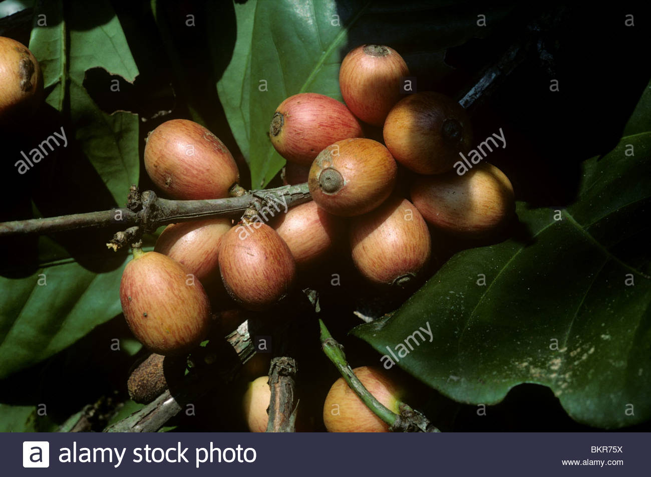 Coffea Liberica Stock Photos & Coffea Liberica Stock Images - Alamy