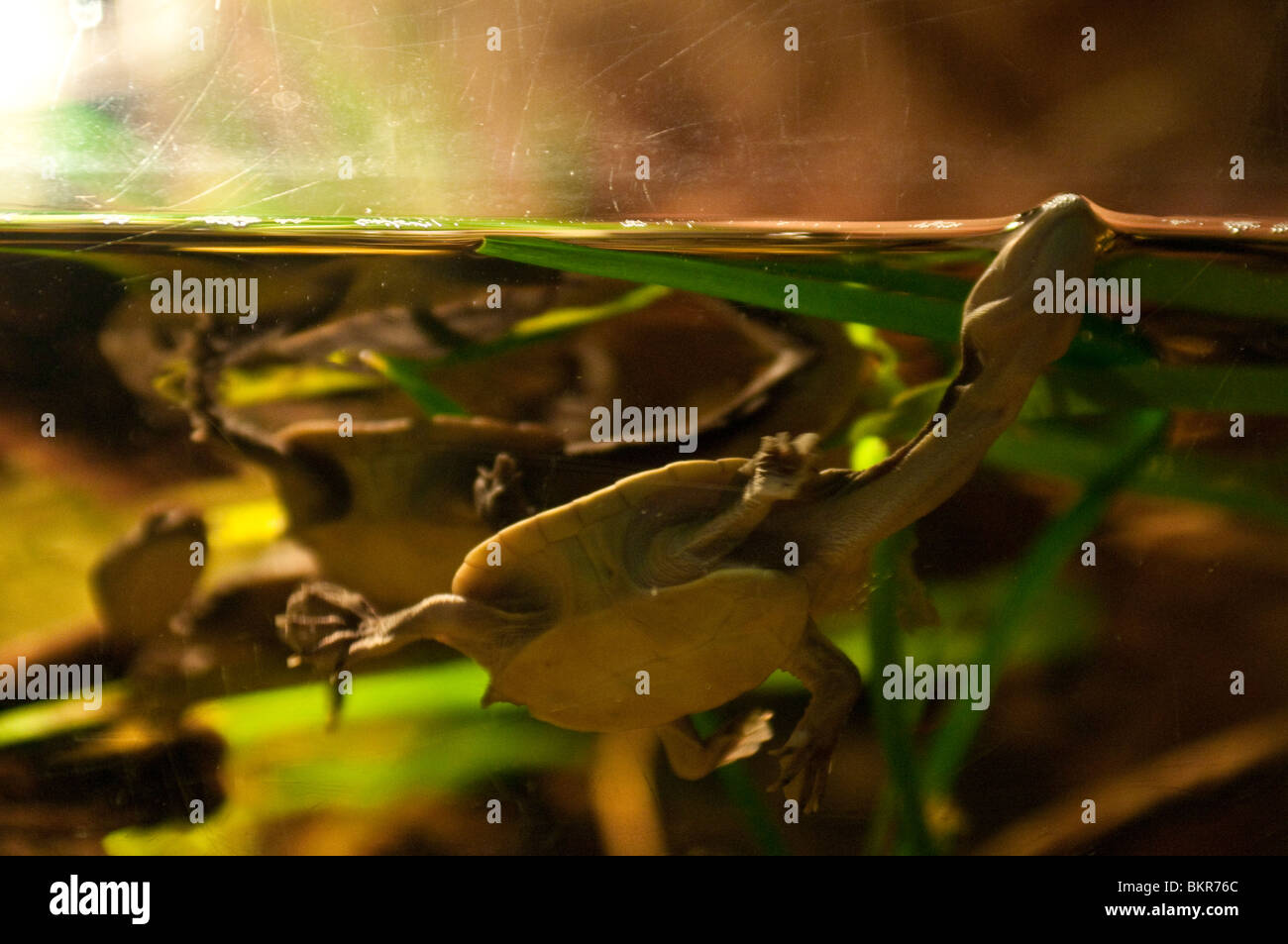 Baby northern long-necked turtle, Snake-necked turtle, Chelodina rugosa ...