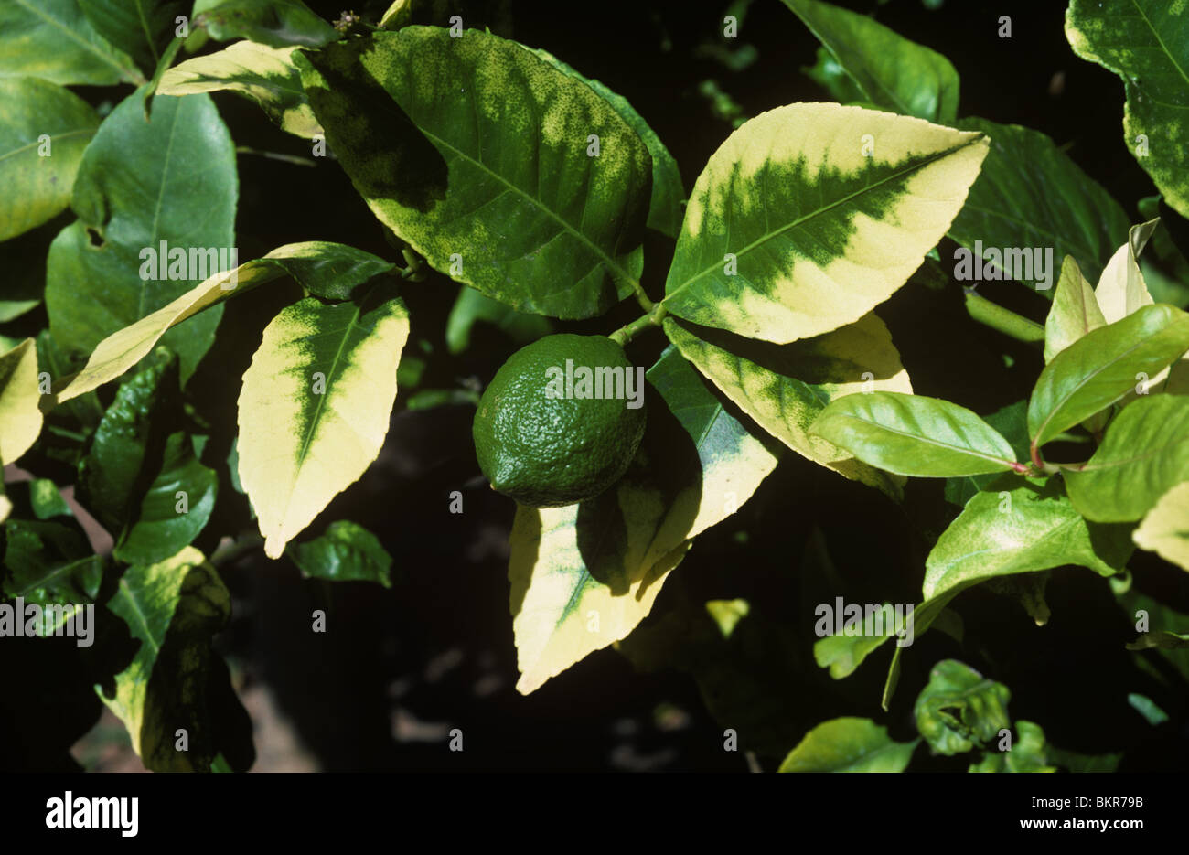 Nutrient Deficiency High Resolution Stock Photography and Images - Alamy