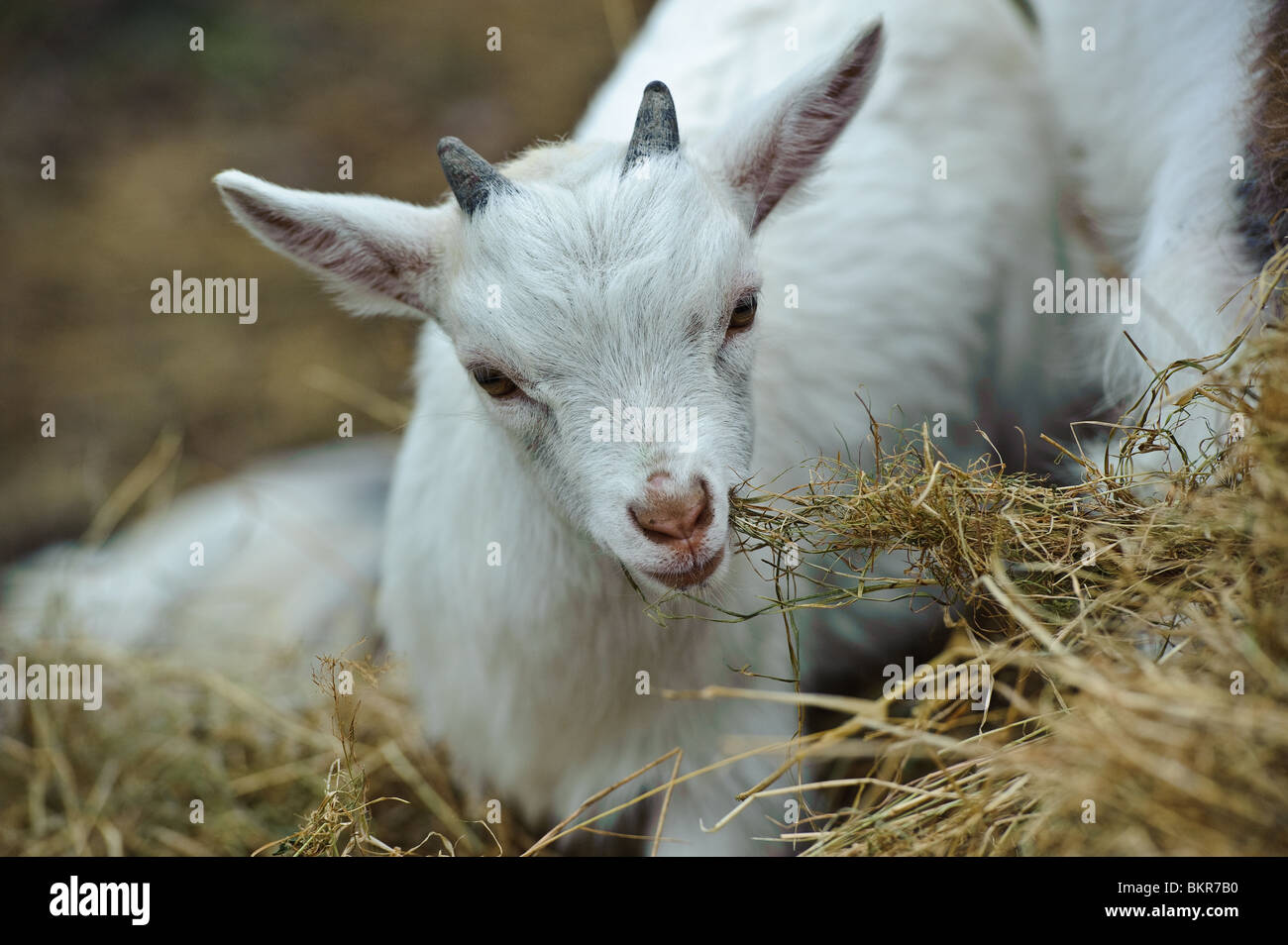 African pygmy goat hi-res stock photography and images - Alamy