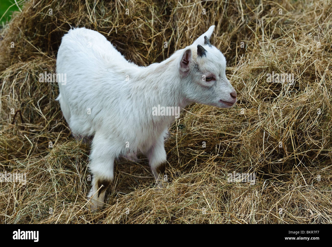 African pygmy goat hi-res stock photography and images - Alamy