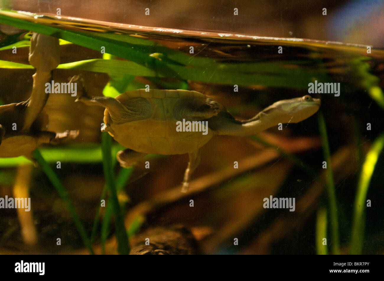 Northern snake necked turtle hi-res stock photography and images - Alamy
