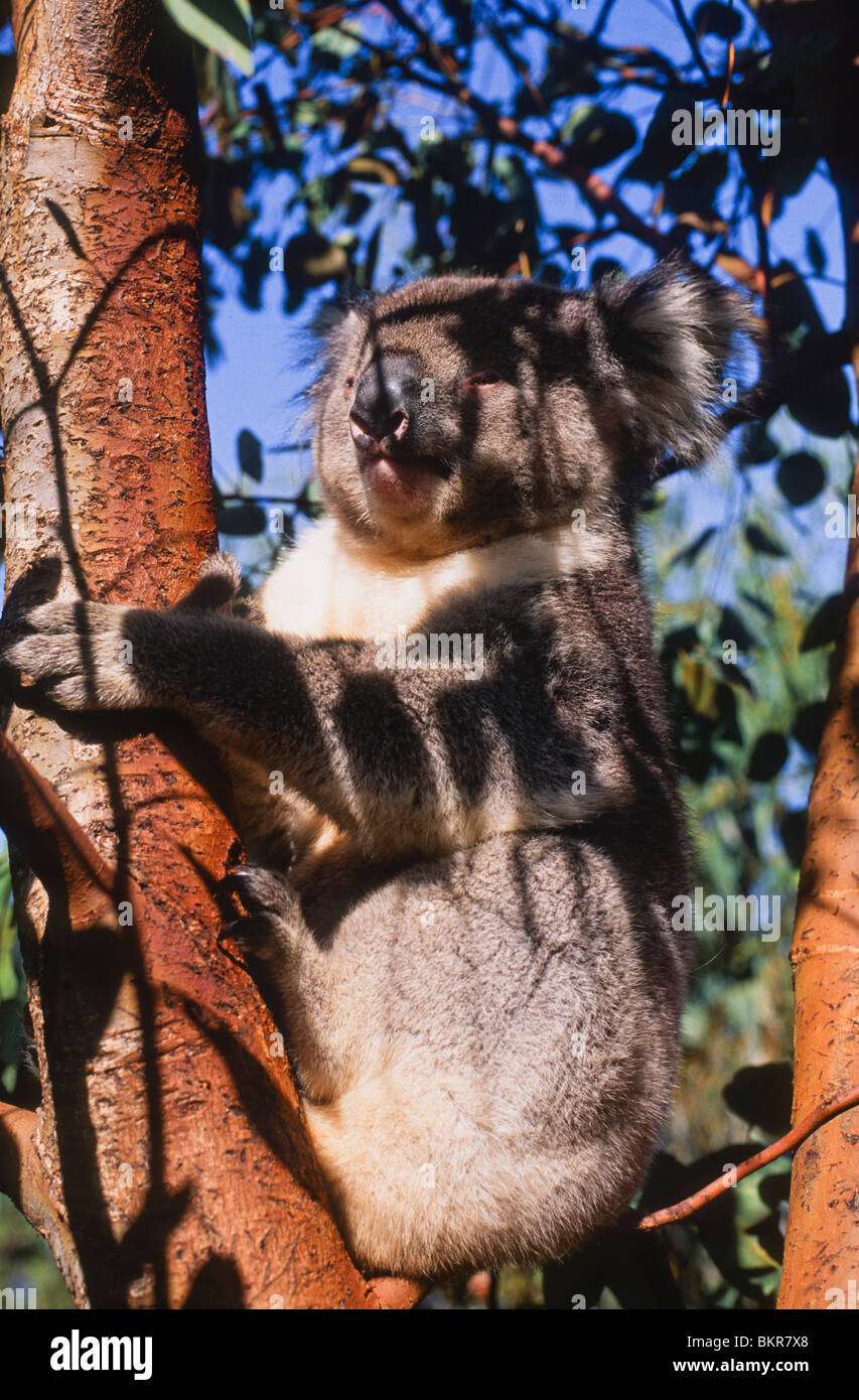 Koala watching hi-res stock photography and images - Alamy