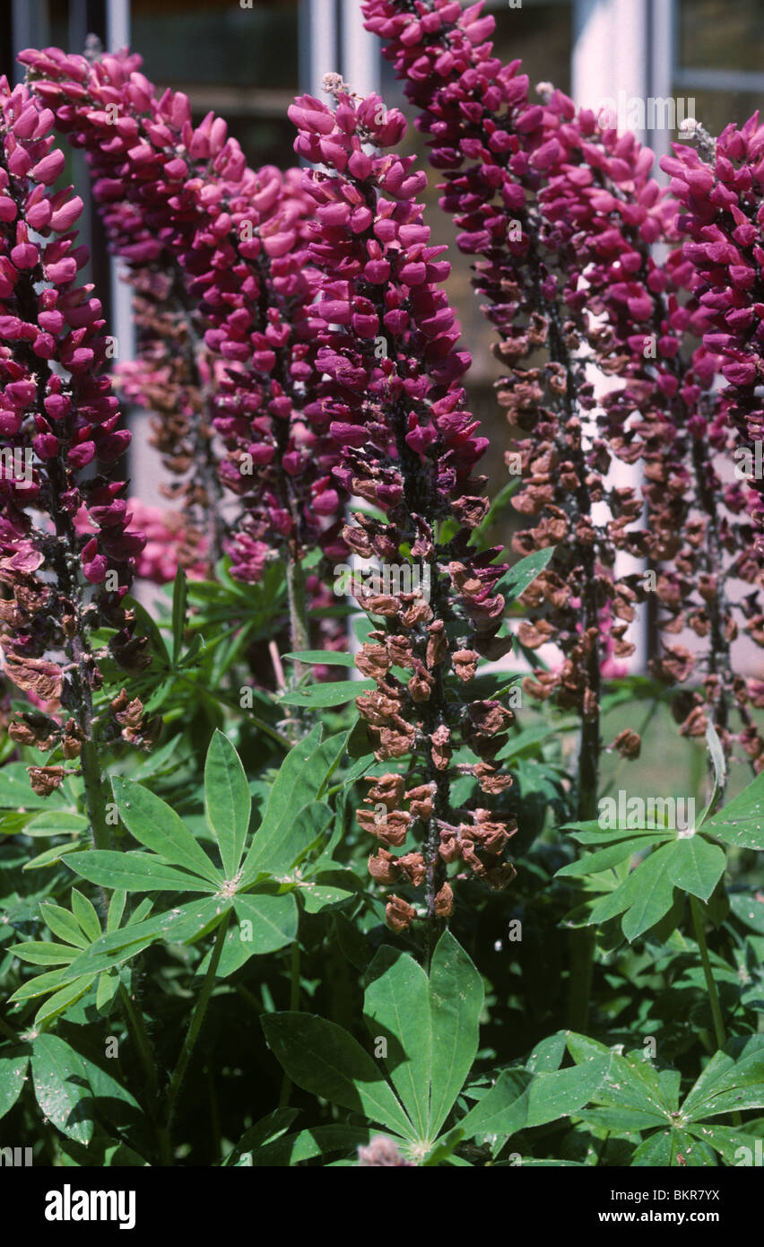 Lupin aphid (Macrosiphum albifrons) infestation on lupin (Lupinus spp ...