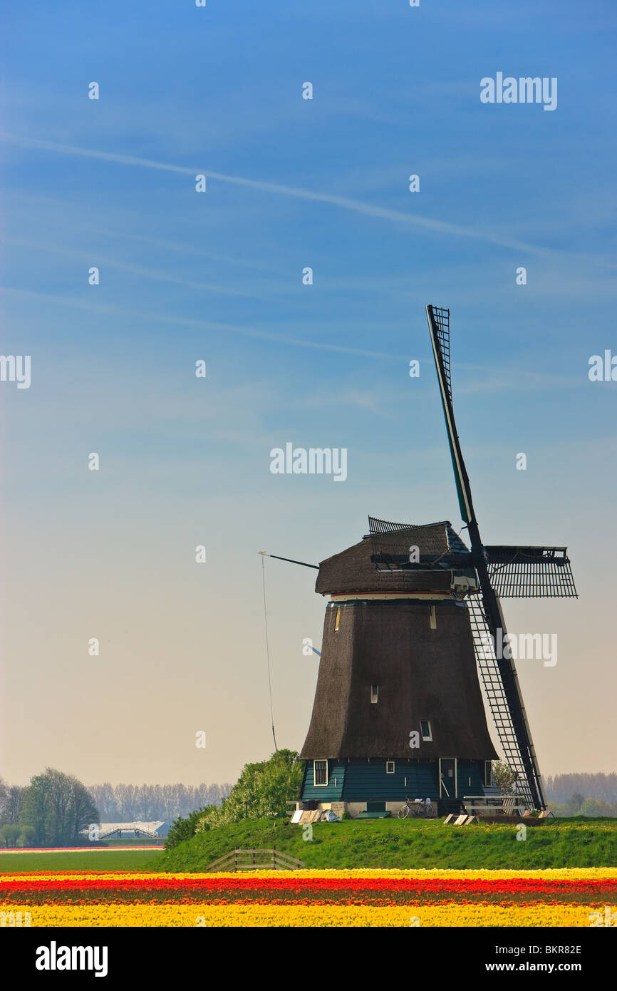 Dutch bulb field windmill hi-res stock photography and images - Alamy