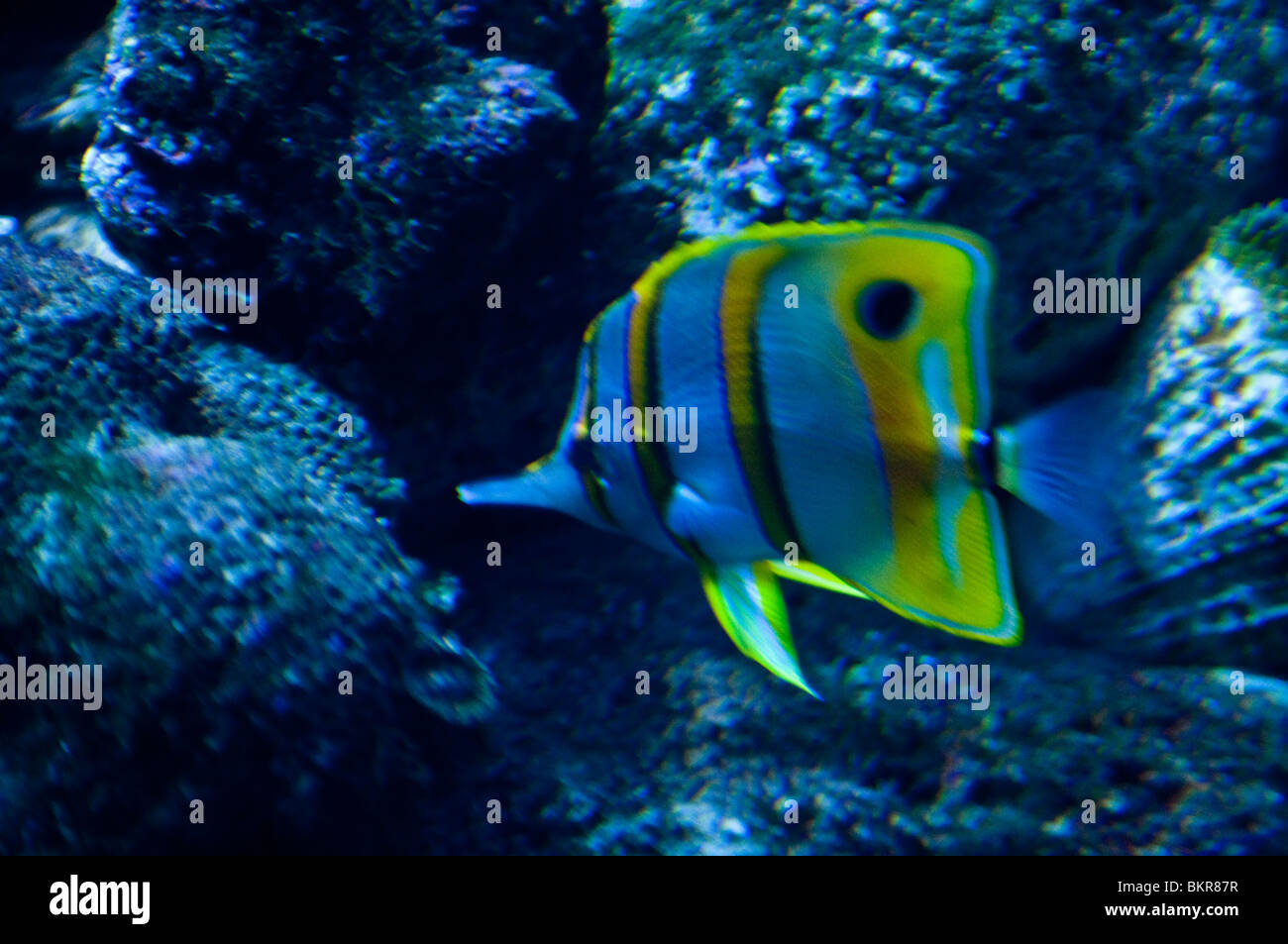 Rostratus hi-res stock photography and images - Alamy