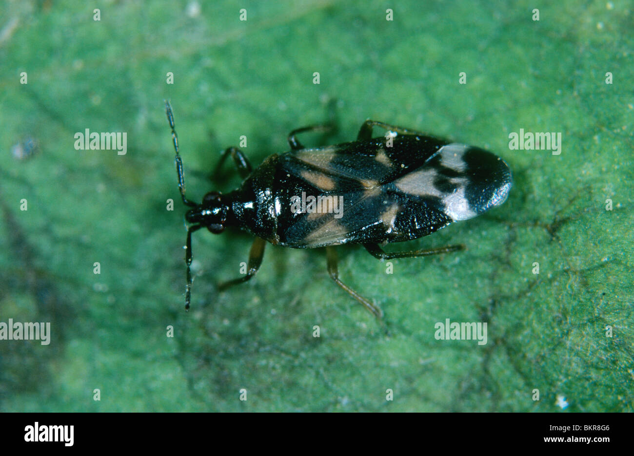 Anthocoris confusus hi-res stock photography and images - Alamy