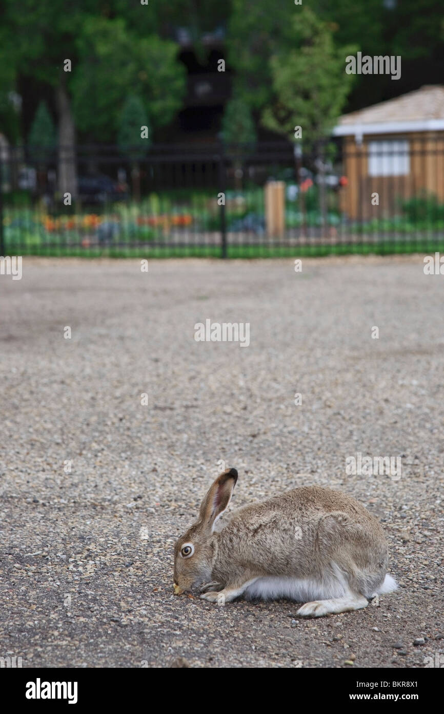 A Rabbit On The Road Stock Photo - Alamy