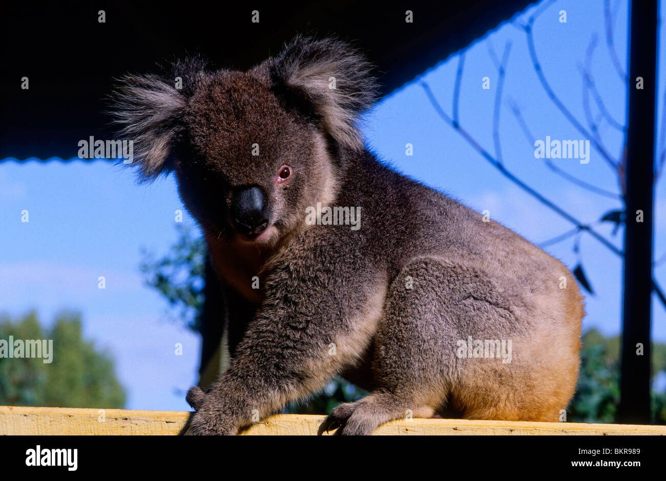Koala watching hi-res stock photography and images - Alamy