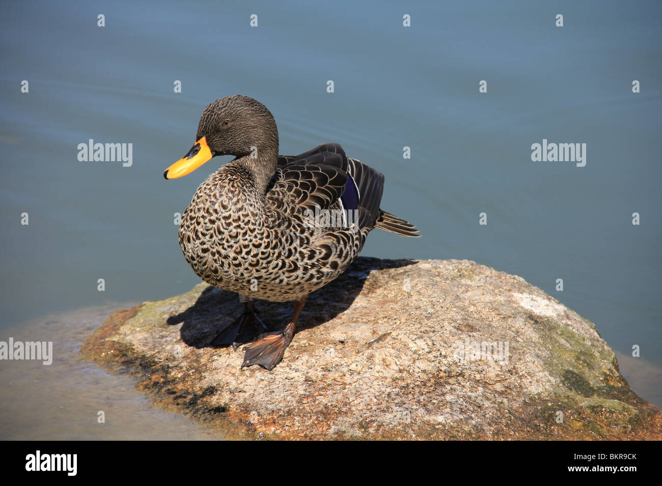 Resting duck hi-res stock photography and images - Alamy
