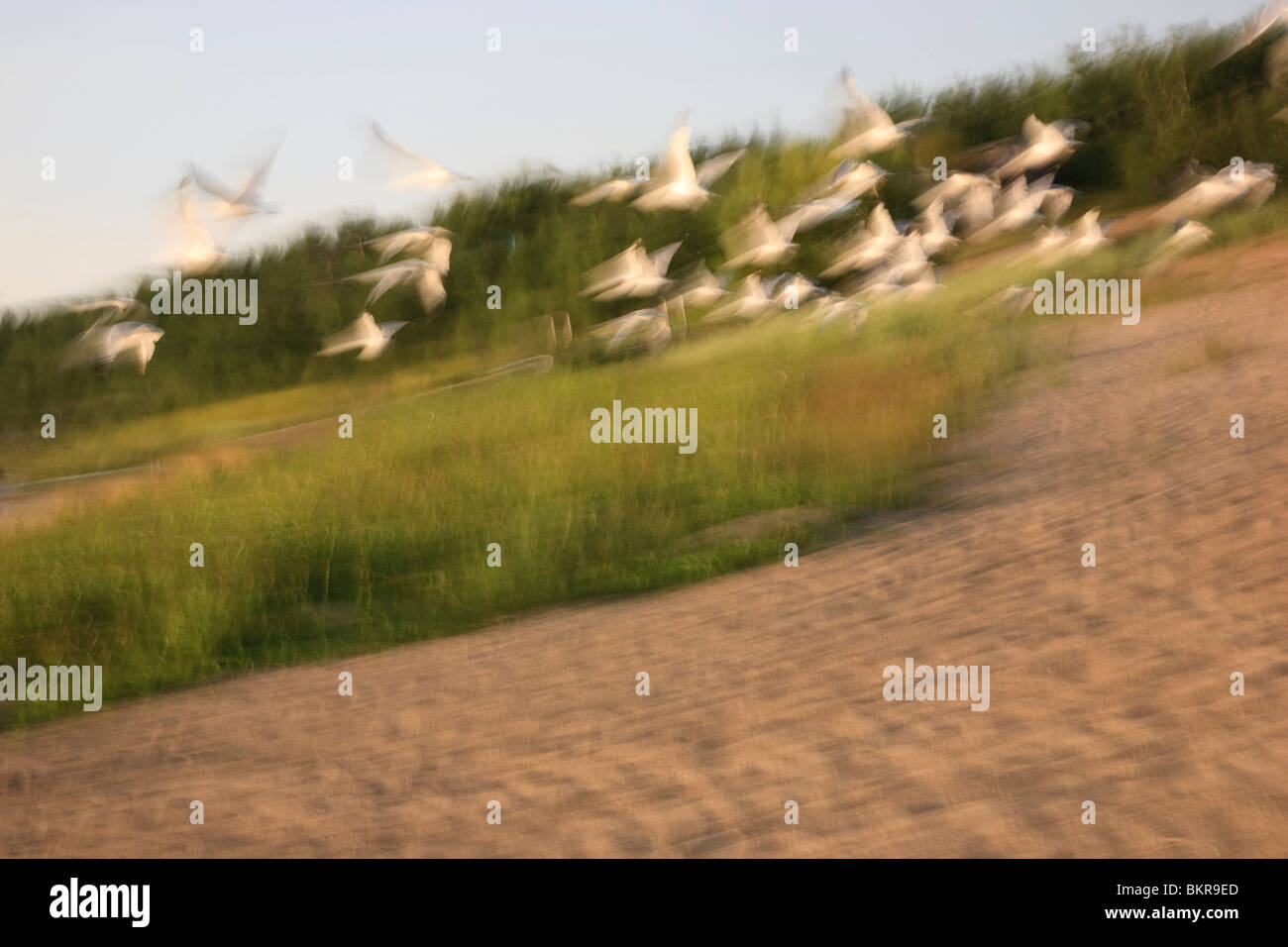 A Flock Of Birds Taking Flight Stock Photo - Alamy
