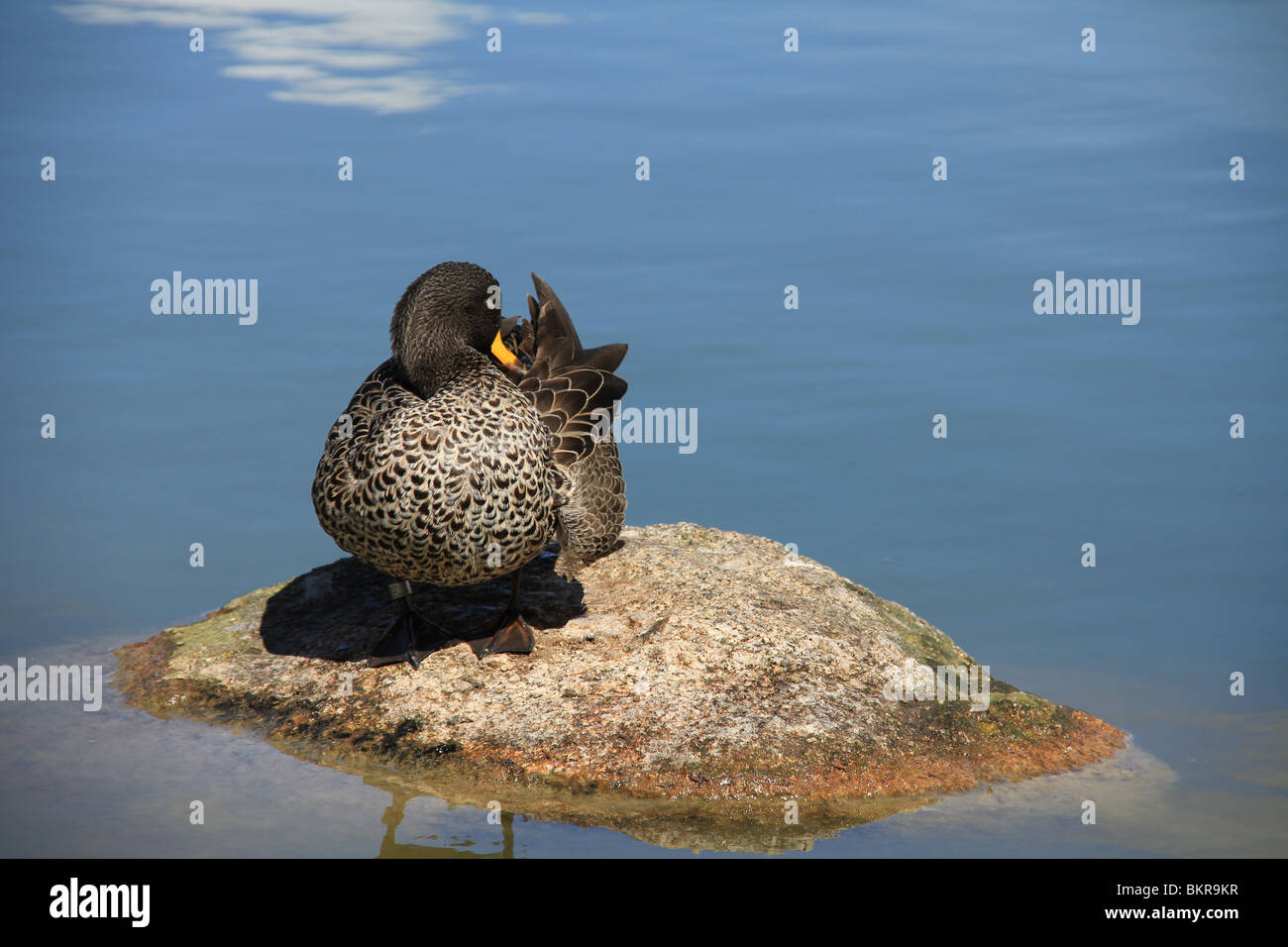 DUCK IN THE SUN Stock Photo - Alamy