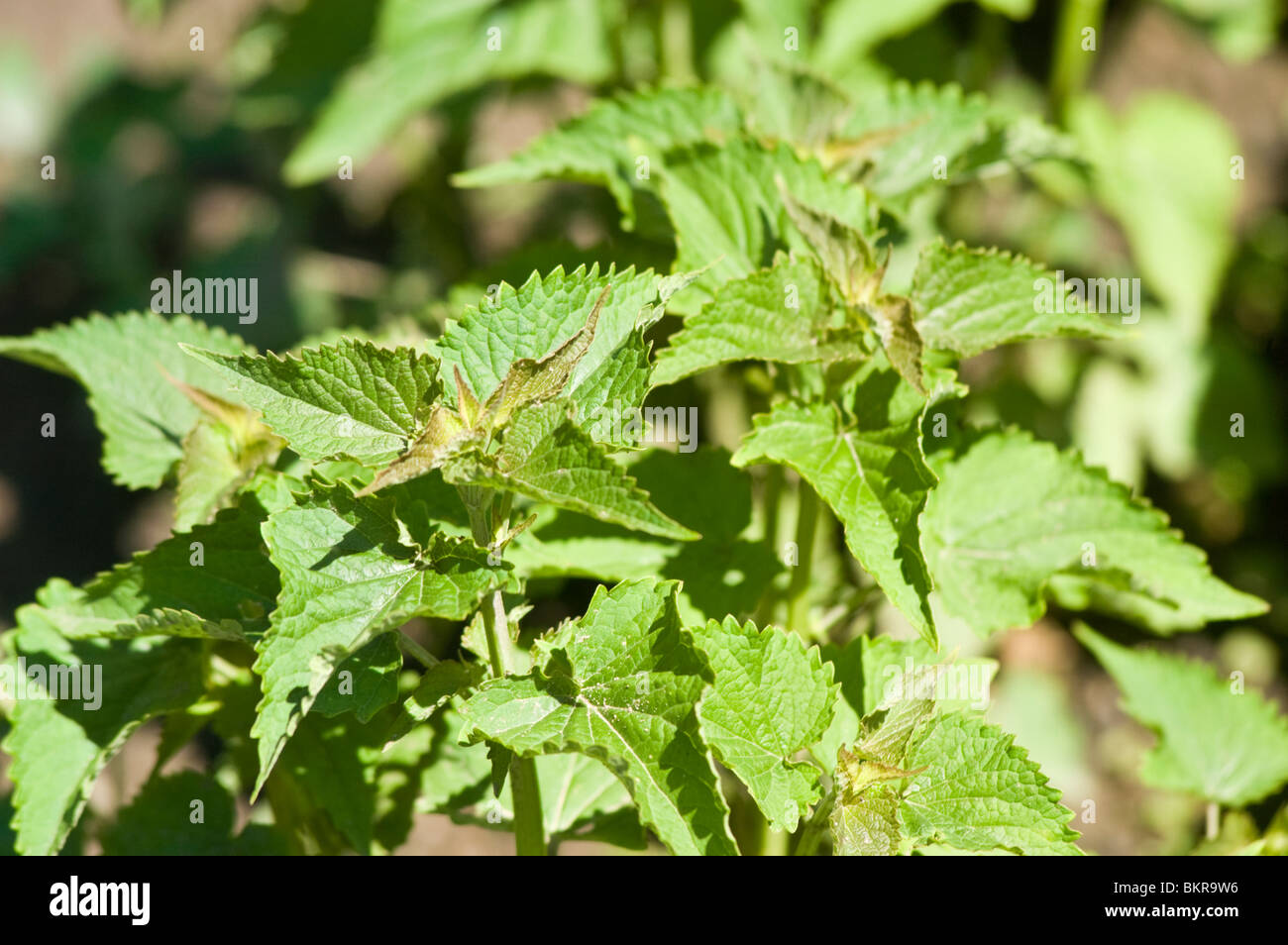 Vibrant green leaves of Anise hyssop (Agastache foeniculum) and ...