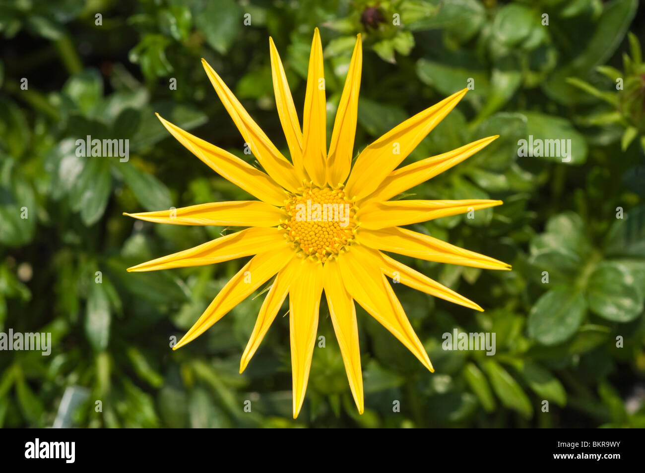 Yellow gazania flower close up, asteraceae Stock Photo - Alamy