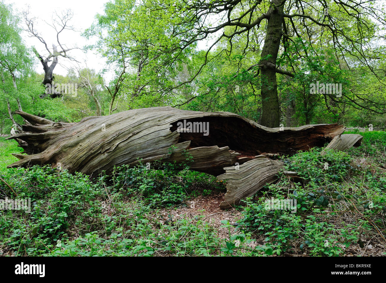 Sherwood Forest Natural Nature Reserve Nottinghamshire England Stock ...