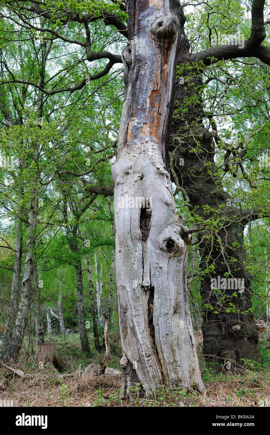 Sherwood Forest Nottinghamshire Old English Oaks Stock Photo - Alamy
