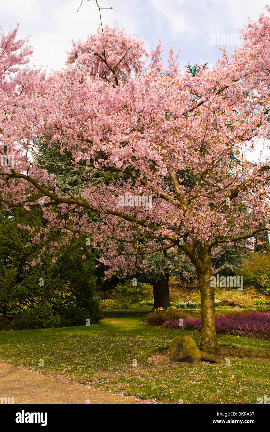 cherry blossom tree the spring lights Stock Photo - Alamy