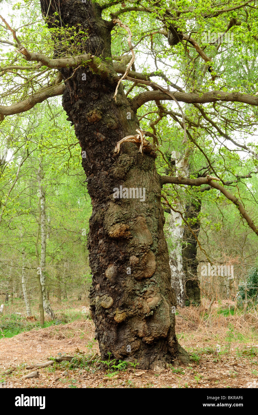Sherwood Forest Natural Nature Reserve Nottinghamshire England Stock ...