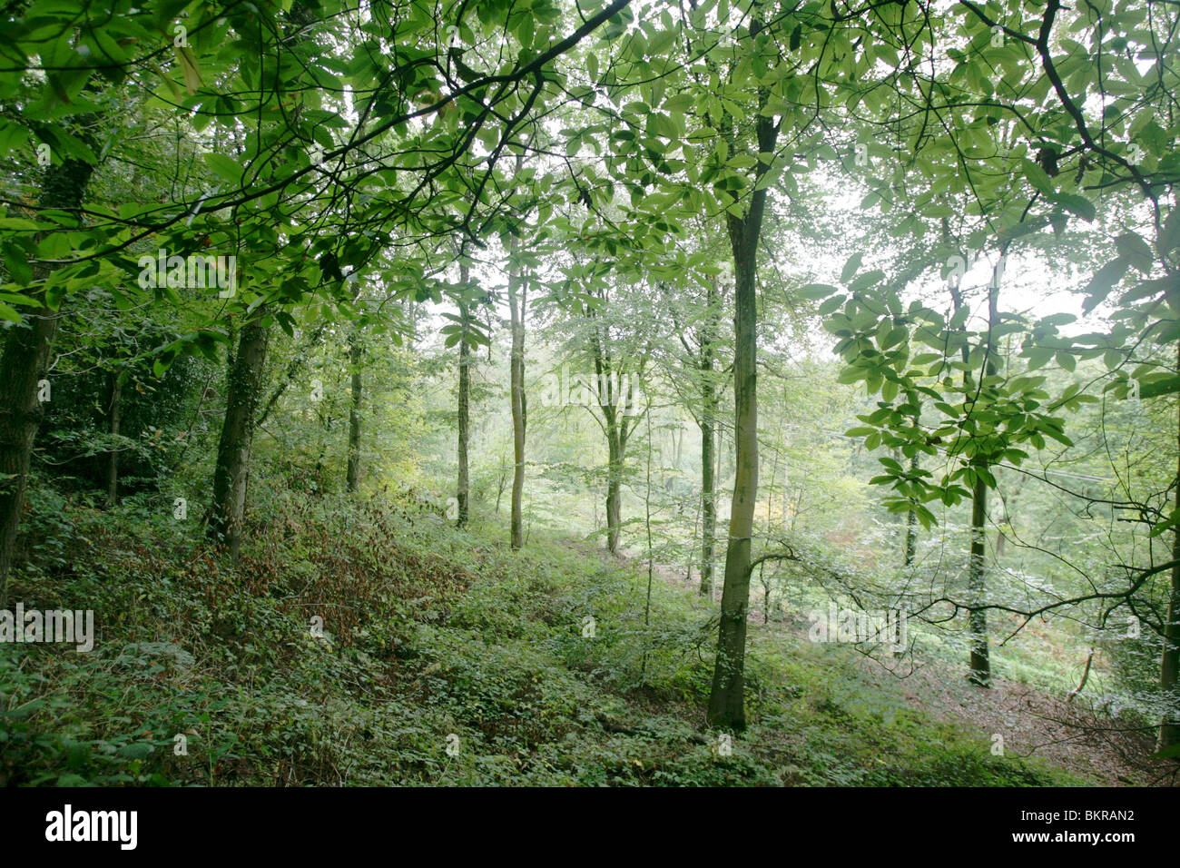 A woodland scene Stock Photo - Alamy